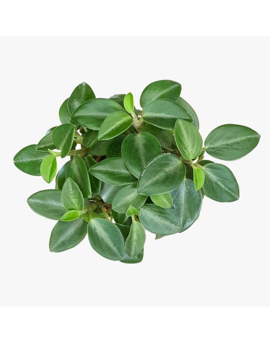 Peperomia Pixie Potted Plants